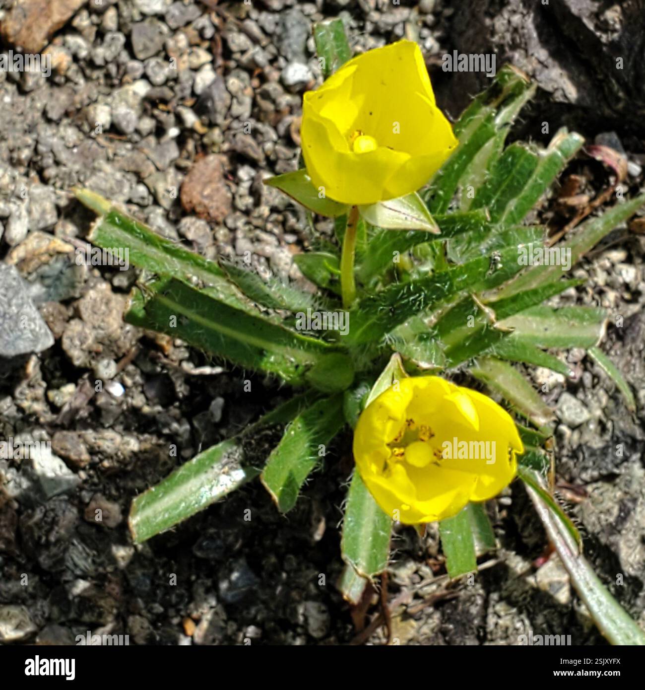 hill sun cup (Tetrapteron graciliflorum), Plantae, Almaden, San Jose ...