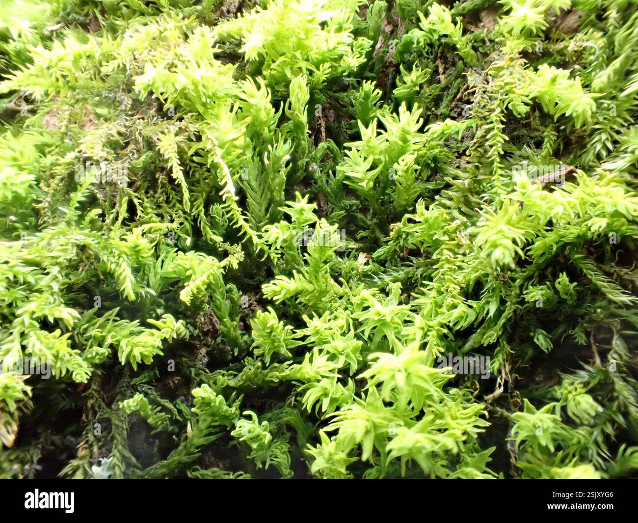 Rambling Tail-moss (Anomodon viticulosus), Plantae, Malburgen-West ...