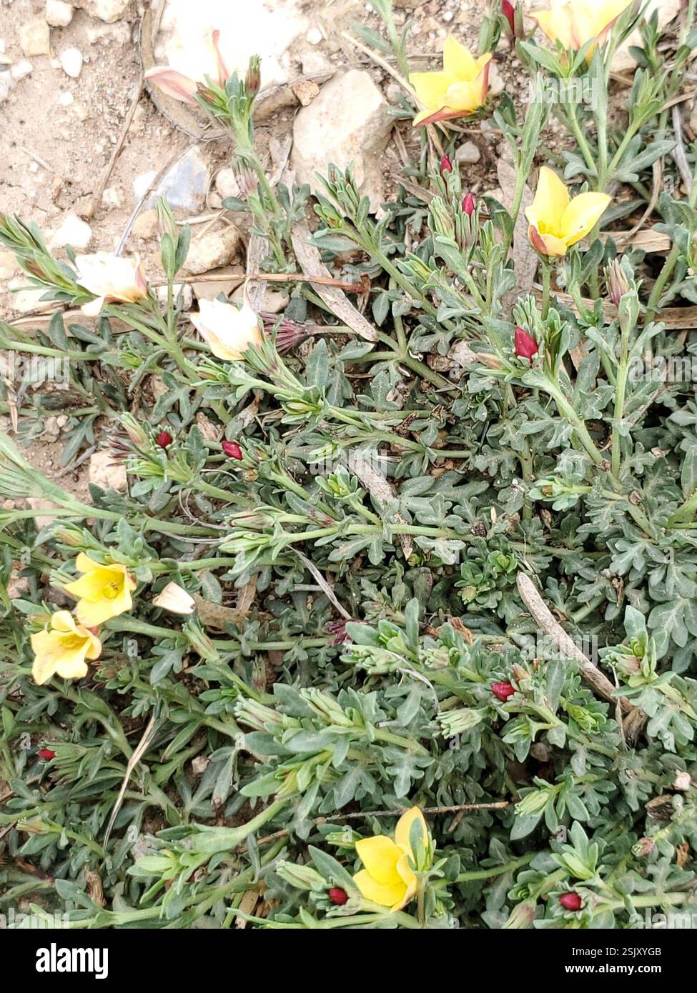 (Menodora), Plantae, McCulloch, Texas, United States Stock Photo - Alamy