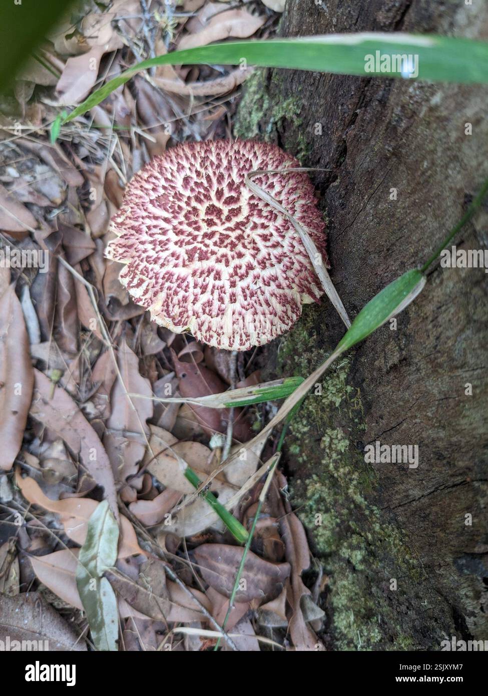 shaggy cap (Boletellus emodensis), Fungi, Nambour QLD 4560, Australia ...