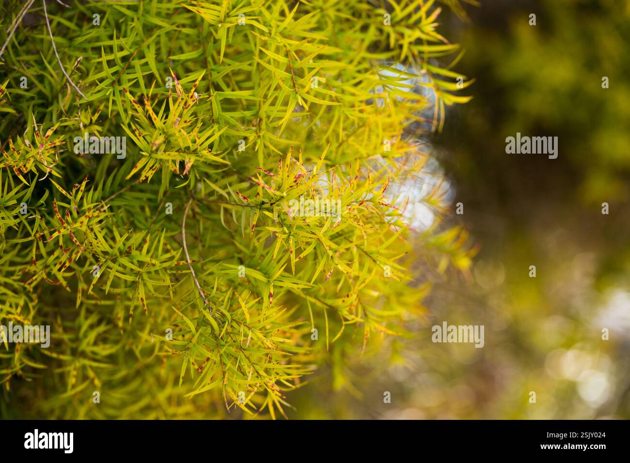 Snow in summer melaleuca hi-res stock photography and images - Alamy