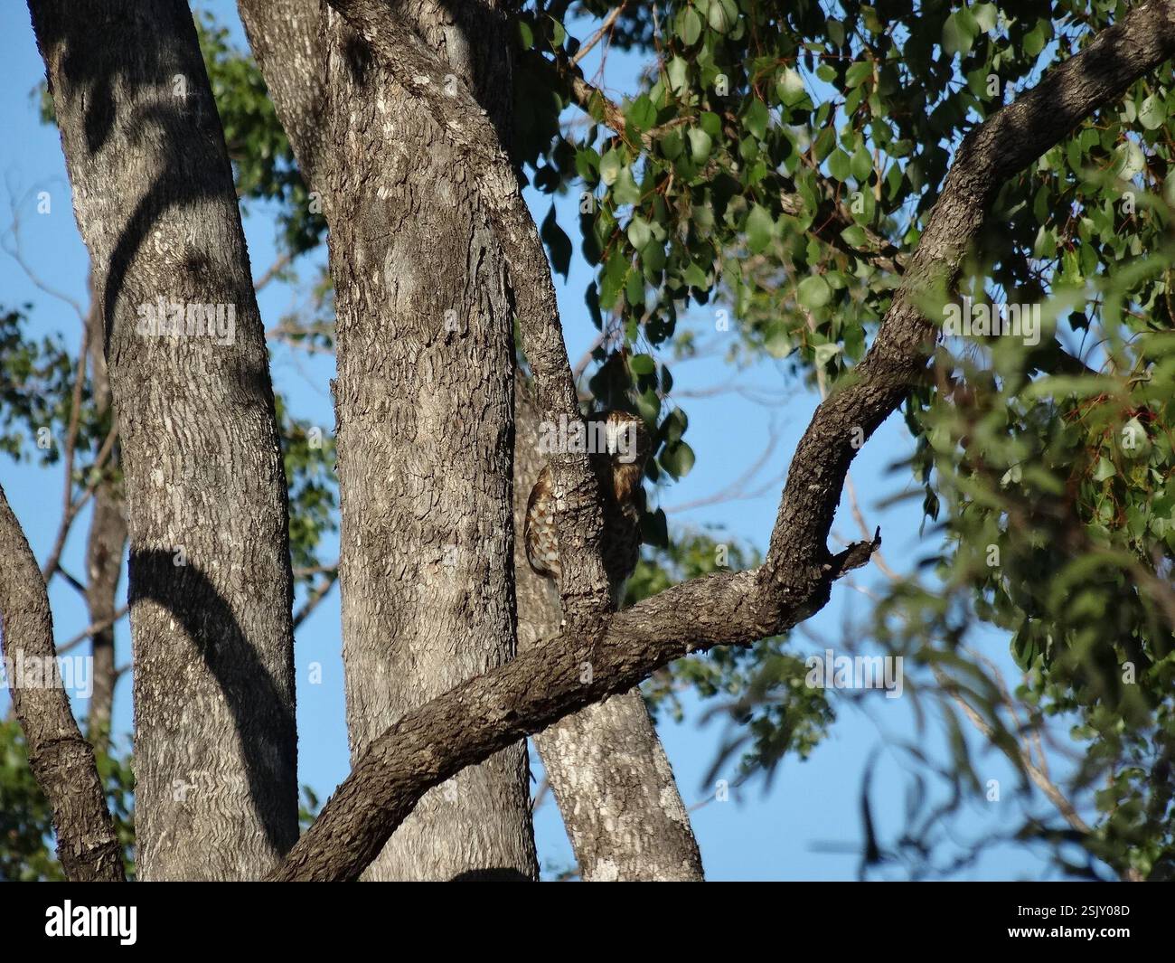 Australian Boobook (Ninox boobook), Aves, Oxford QLD 4742, Australia ...