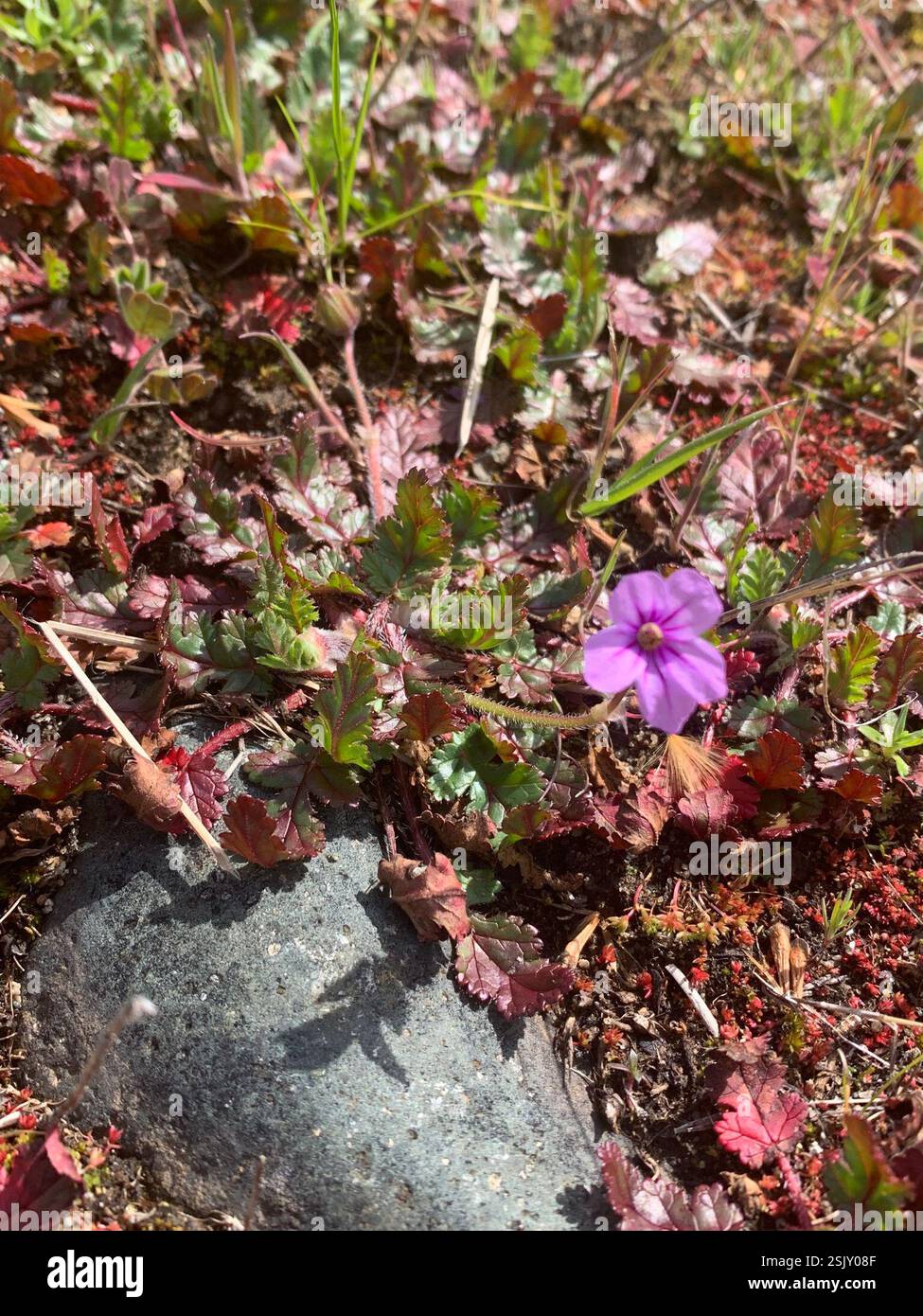 Mediterranean Stork's-bill (Erodium botrys), Plantae, Beale Afb, CA, US ...