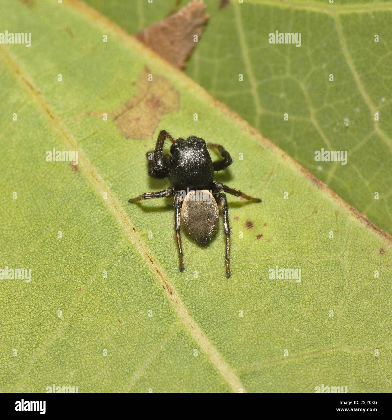 Sun Jumping Spiders (Heliophanus), Arachnida, Suri Suri Dam, Zimbabwe ...