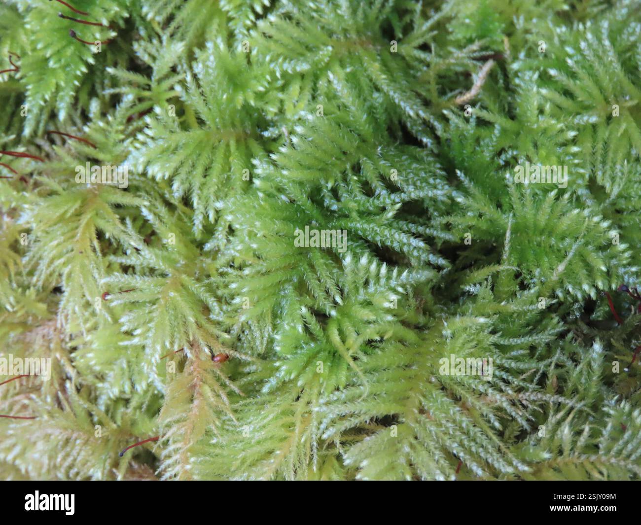 Oregon Beaked Moss (Kindbergia oregana), Plantae, Capital, BC, Canada ...