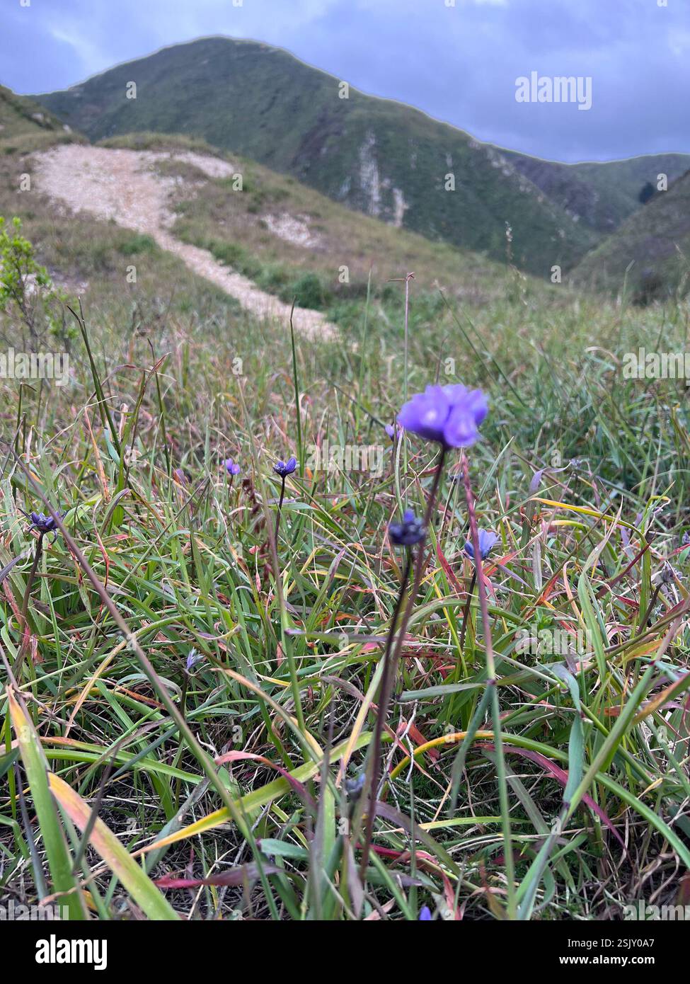 Blue Dicks (Dipterostemon capitatus), Plantae, Monaña de Oro State Park ...