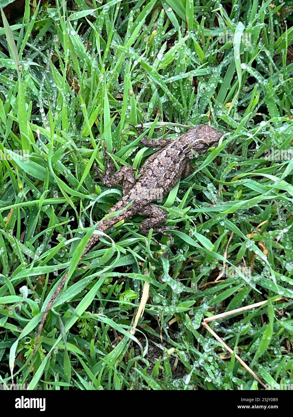 Texas Spiny Lizard (Sceloporus olivaceus), Reptilia, Nature Pl ...