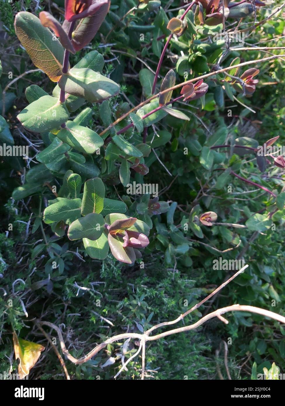 Mediterranean Honeysuckle (Lonicera implexa), Plantae, X8GH+XCQ Għar ...