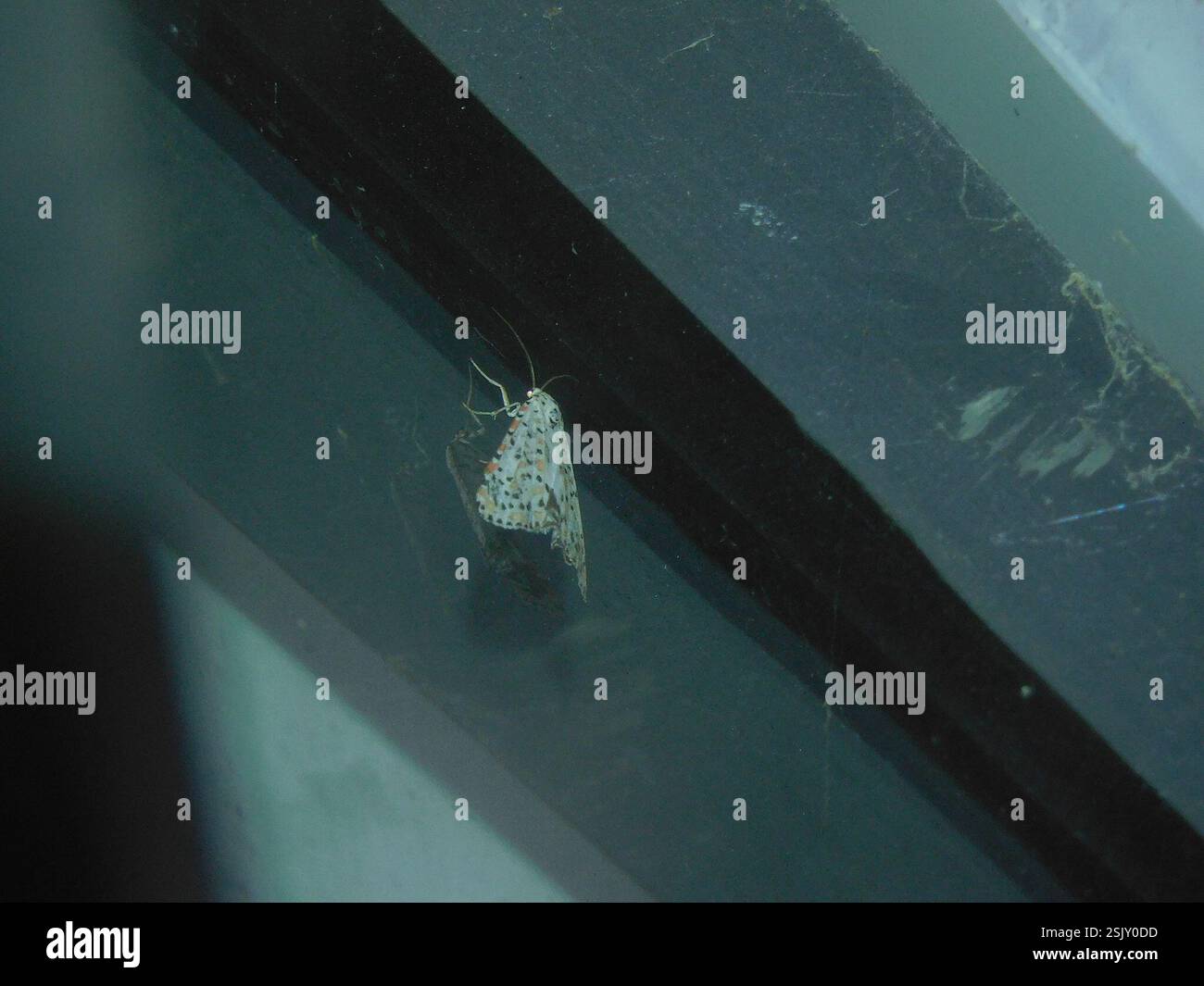 Heliotrope Moth (Utetheisa pulchelloides), Insecta, Hobart TAS ...