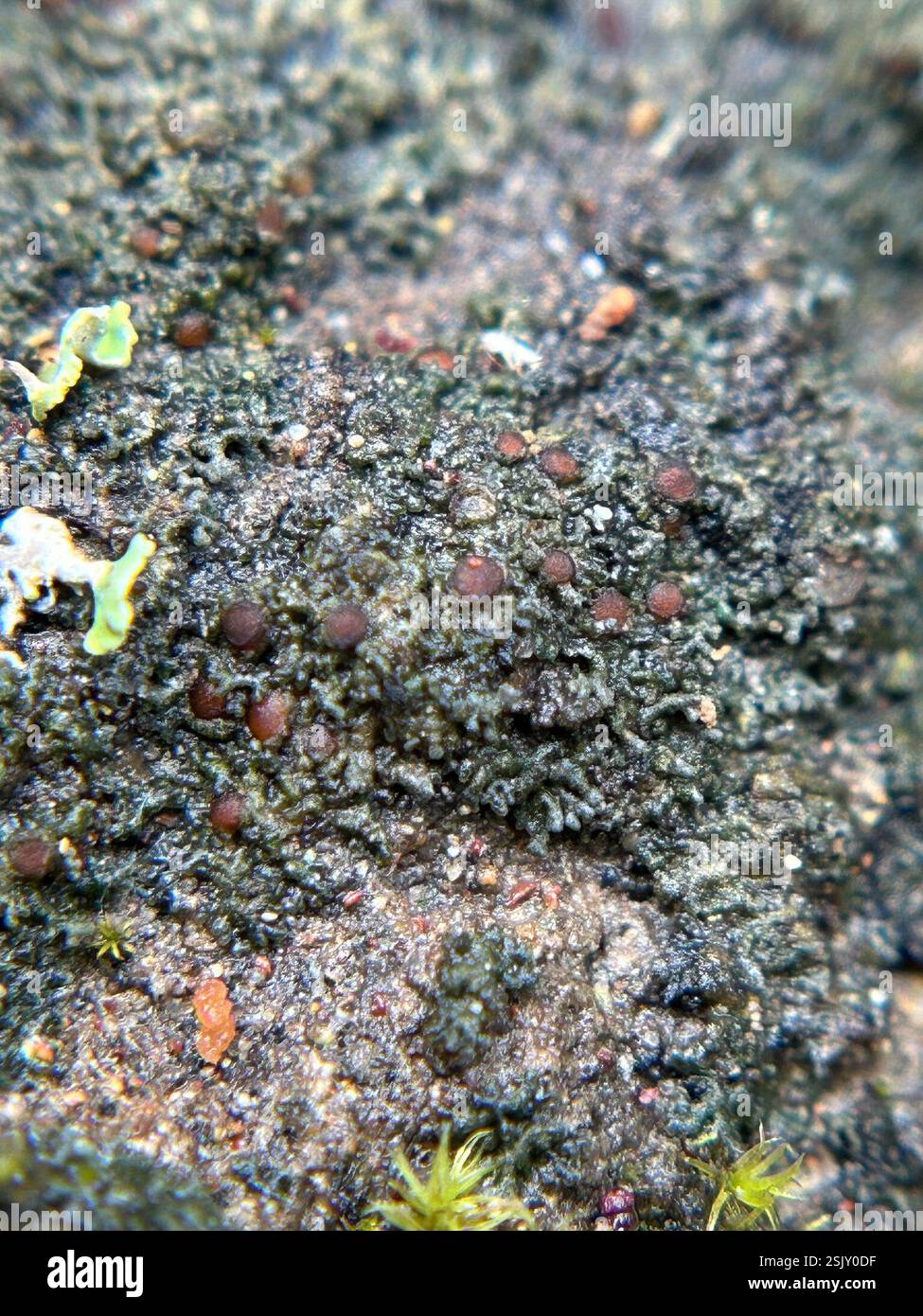 (Trapeliopsis), Fungi, Los Osos, CA, US Stock Photo - Alamy