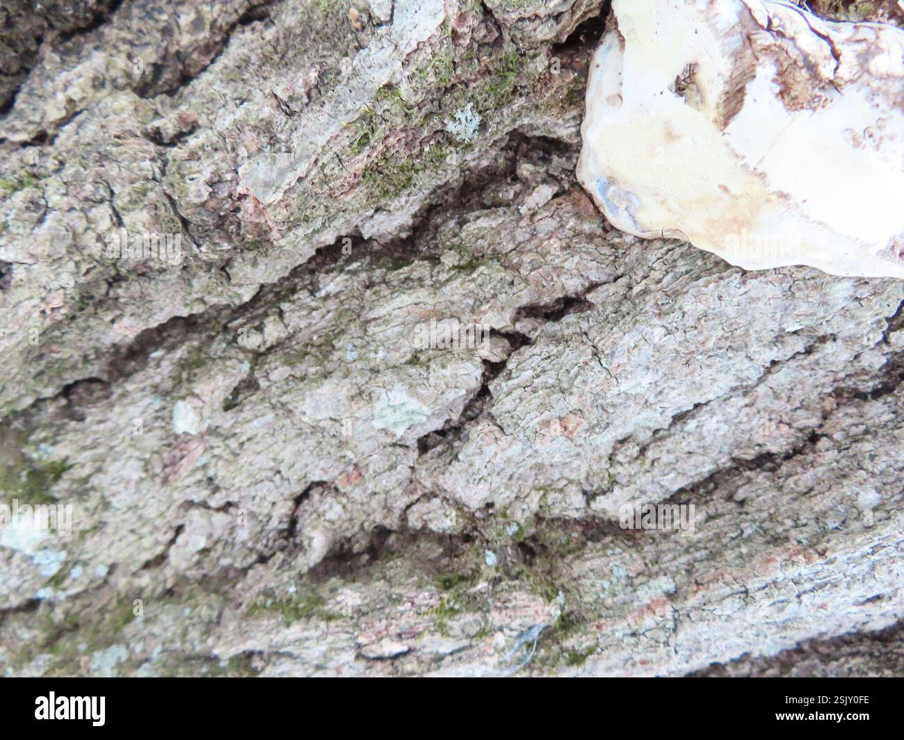 (Ganoderma megaloma), Fungi, Devil's Lake State Park, Devils Lake, Sauk ...