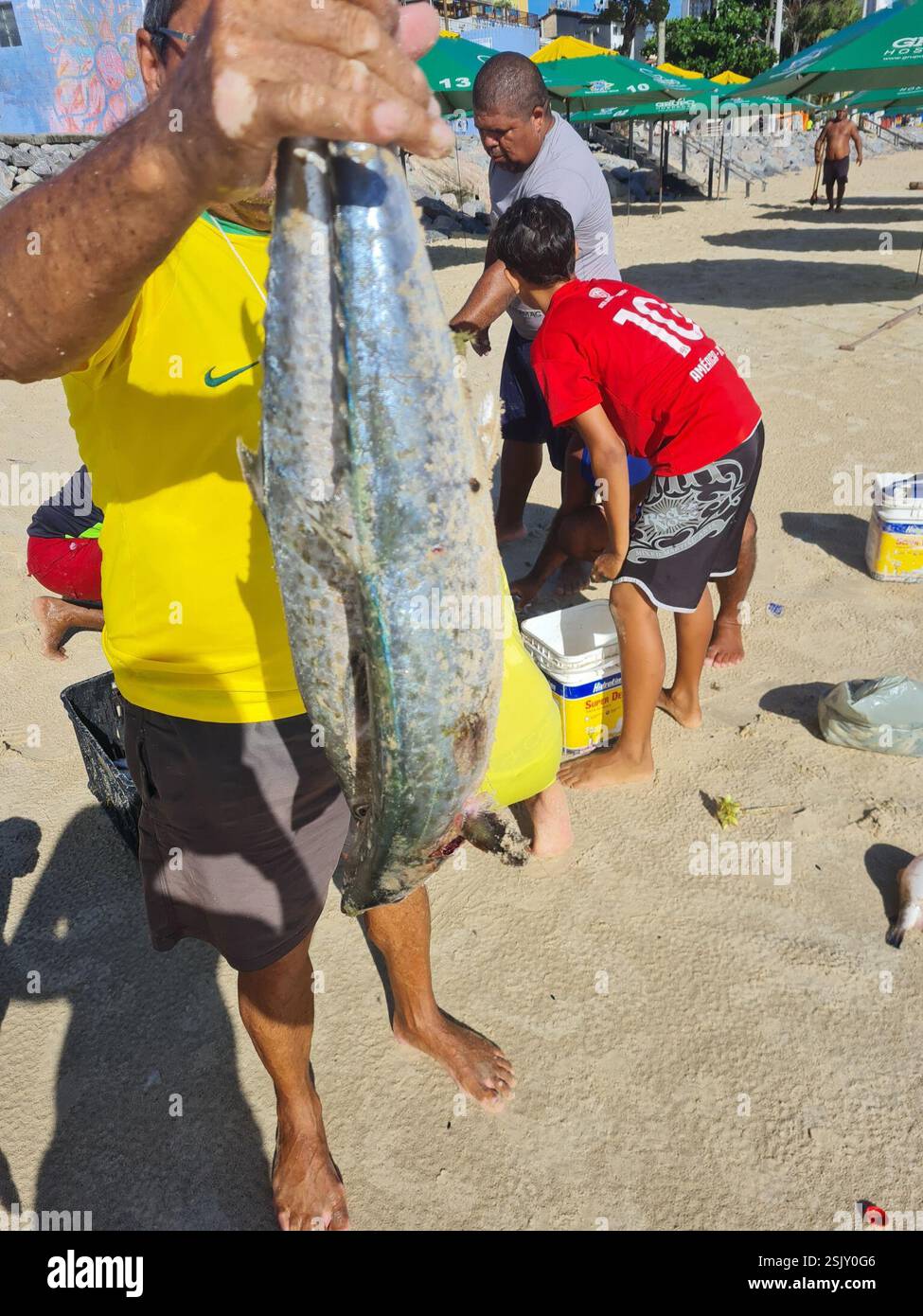 Serra Spanish Mackerel (Scomberomorus brasiliensis), Actinopterygii ...