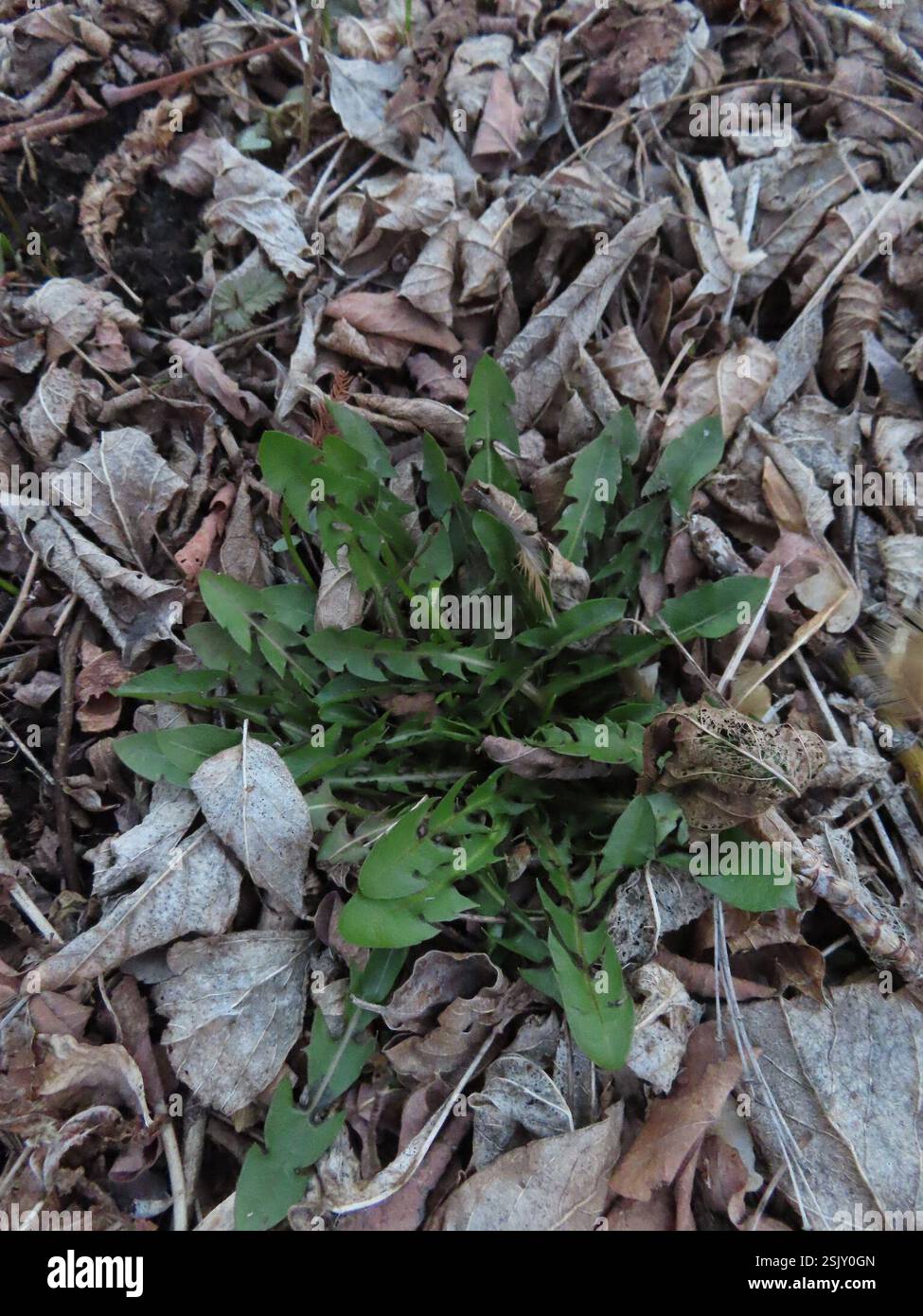 common dandelion (Taraxacum officinale), Plantae, Northpoint, Milwaukee ...