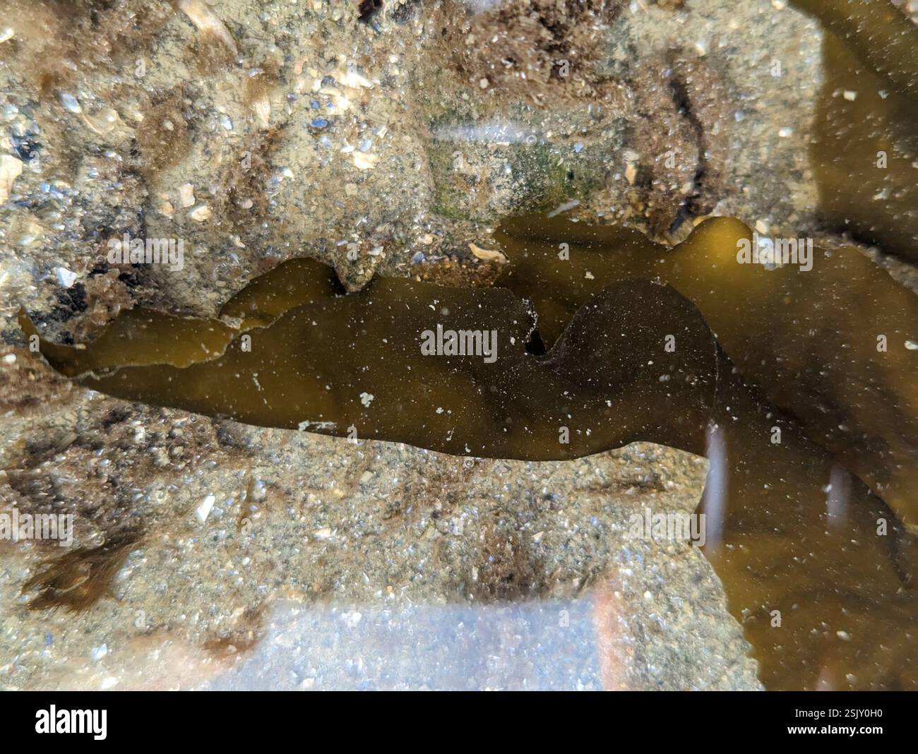 Nori (Pyropia), Plantae, Vancouver, BC, Canada Stock Photo - Alamy