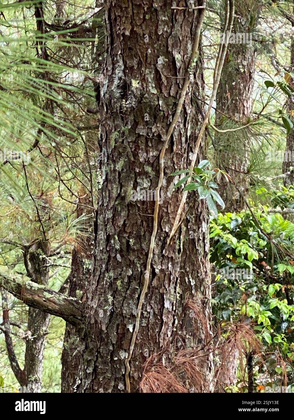 Khasi pine (Pinus kesiya), Plantae, Luzon, Bontoc, Mountain Province ...