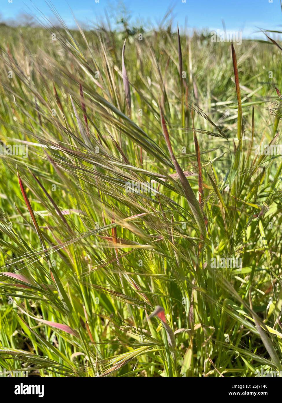 bromes (Bromus), Plantae, Santa Clara, California, United States Stock ...
