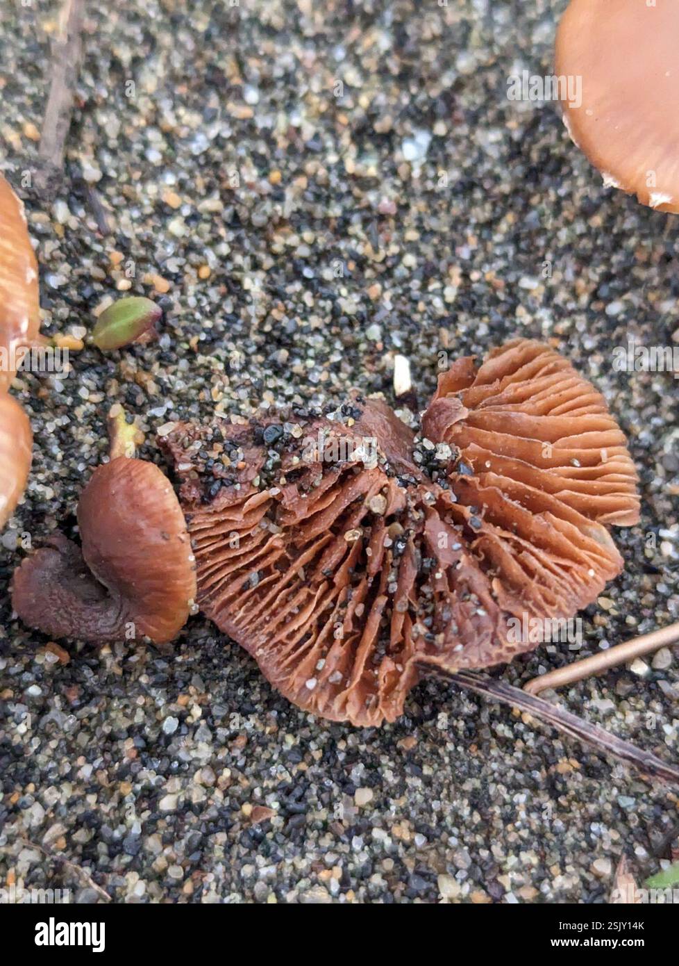Beach Brittlestem (Psathyrella ammophila), Fungi, Richmond, BC, Canada ...