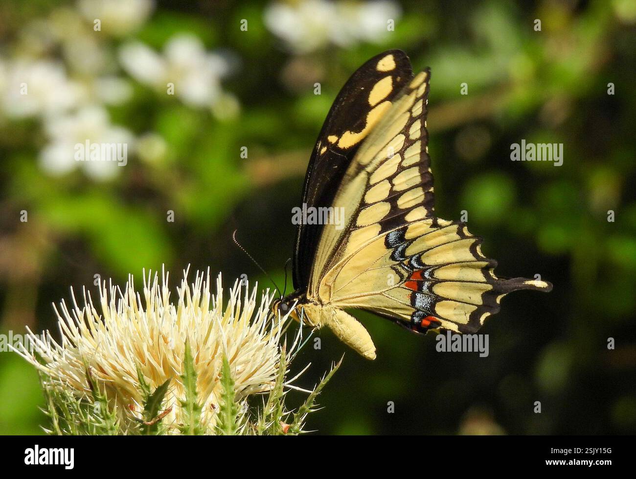 Eastern Giant Swallowtail (Heraclides cresphontes), Insecta, Challenger ...