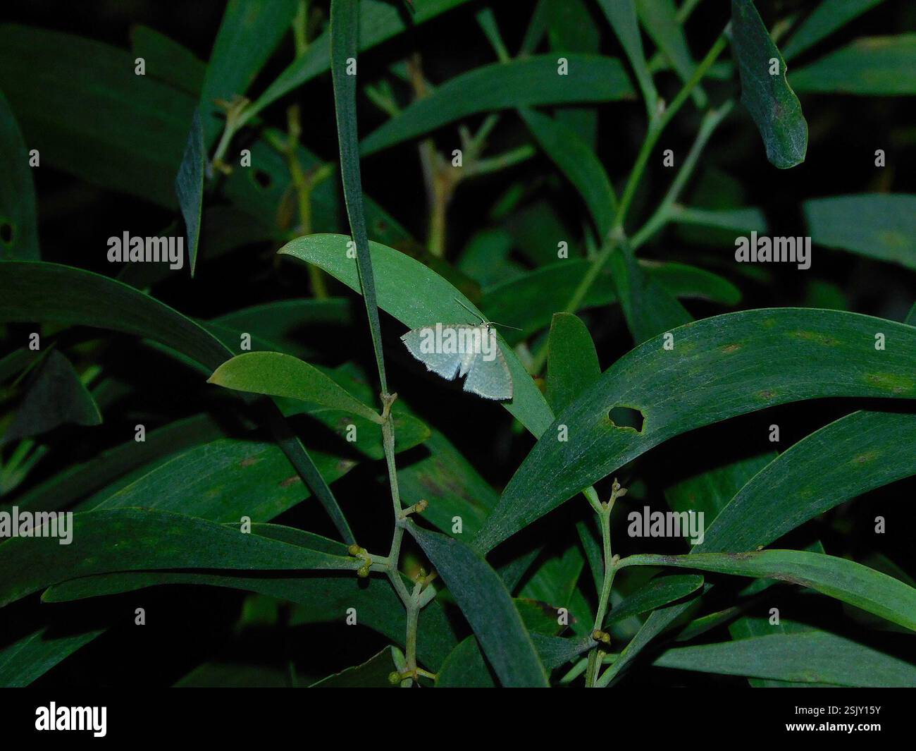 Native cranberry moth (Poecilasthena pulchraria), Insecta, Hobart TAS ...