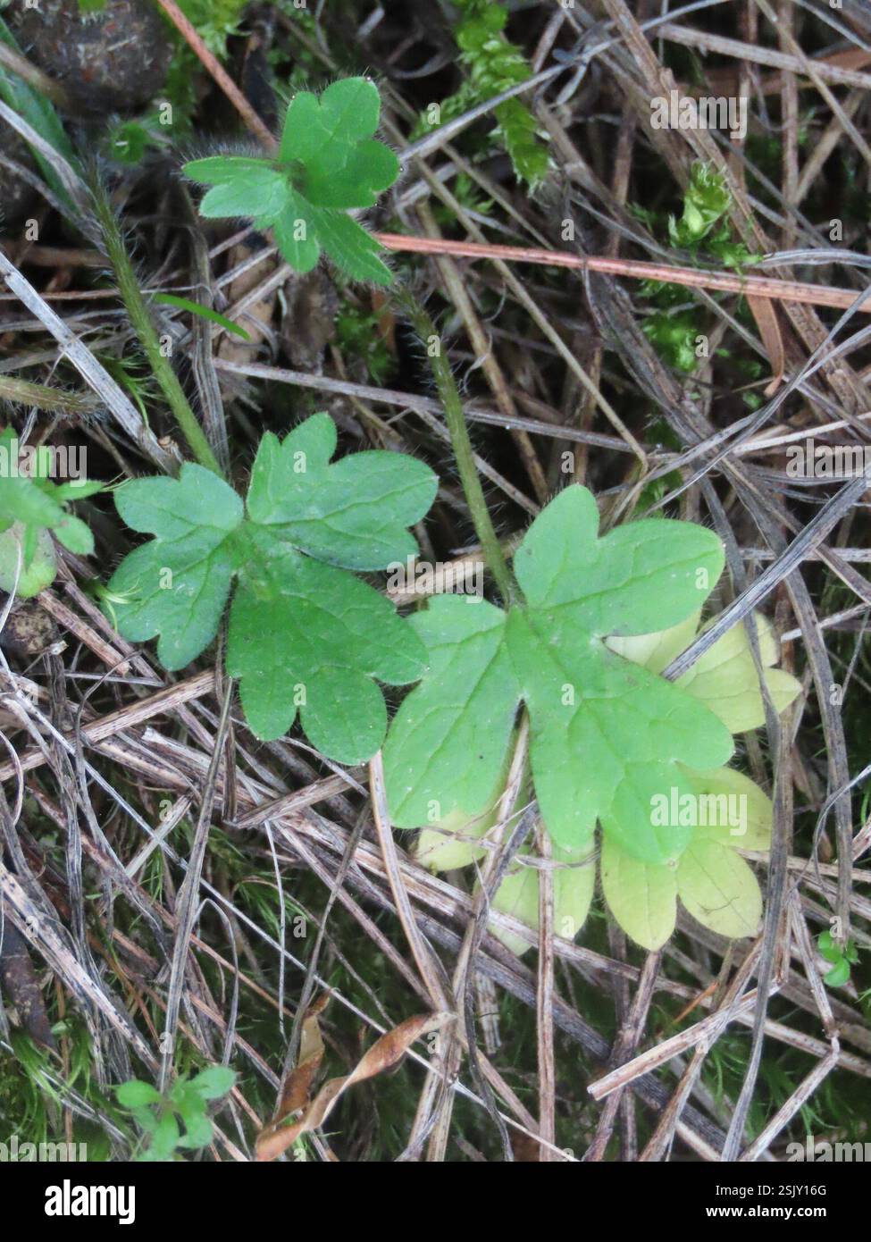Western Buttercup (Ranunculus occidentalis), Plantae, View Royal, BC ...