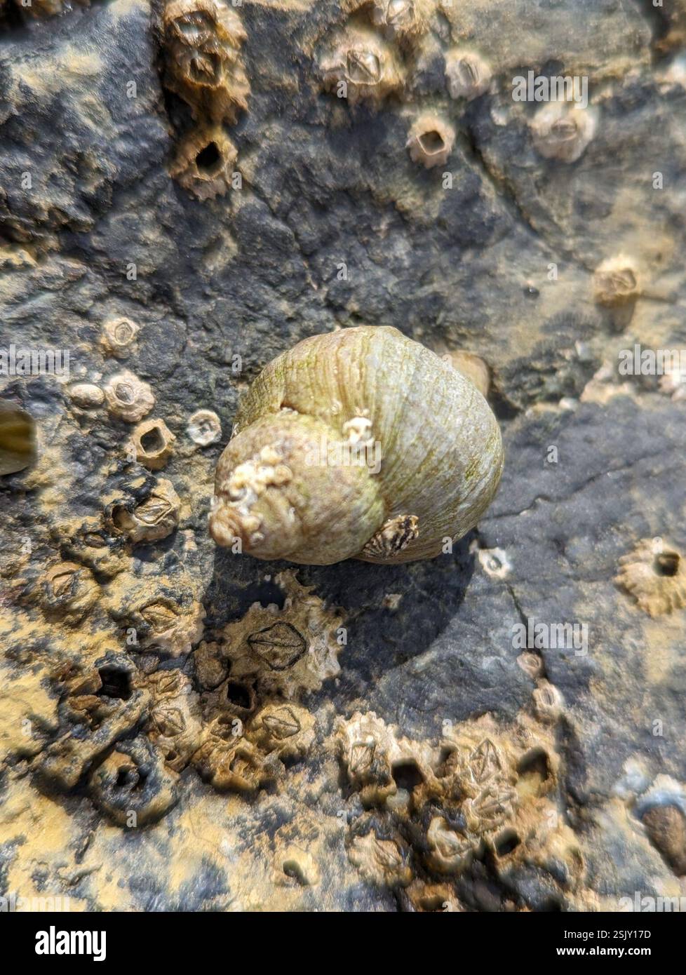 Frilled Dogwinkle (Nucella lamellosa), Mollusca, Oak Bay, BC, Canada ...