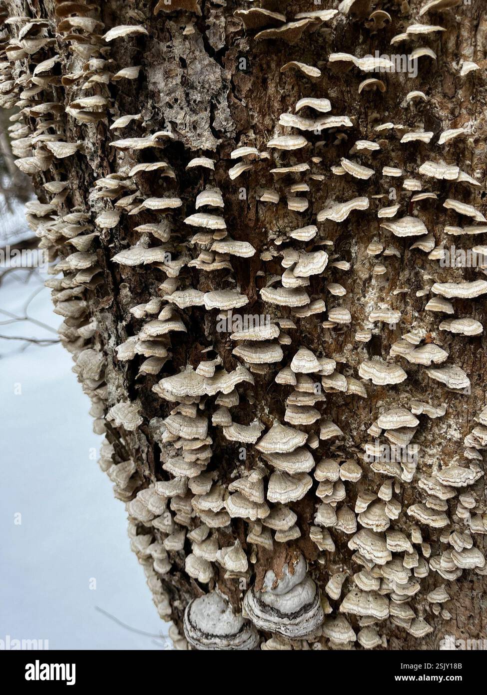 violet-toothed polypore (Trichaptum biforme), Fungi, Cape Breton Island ...