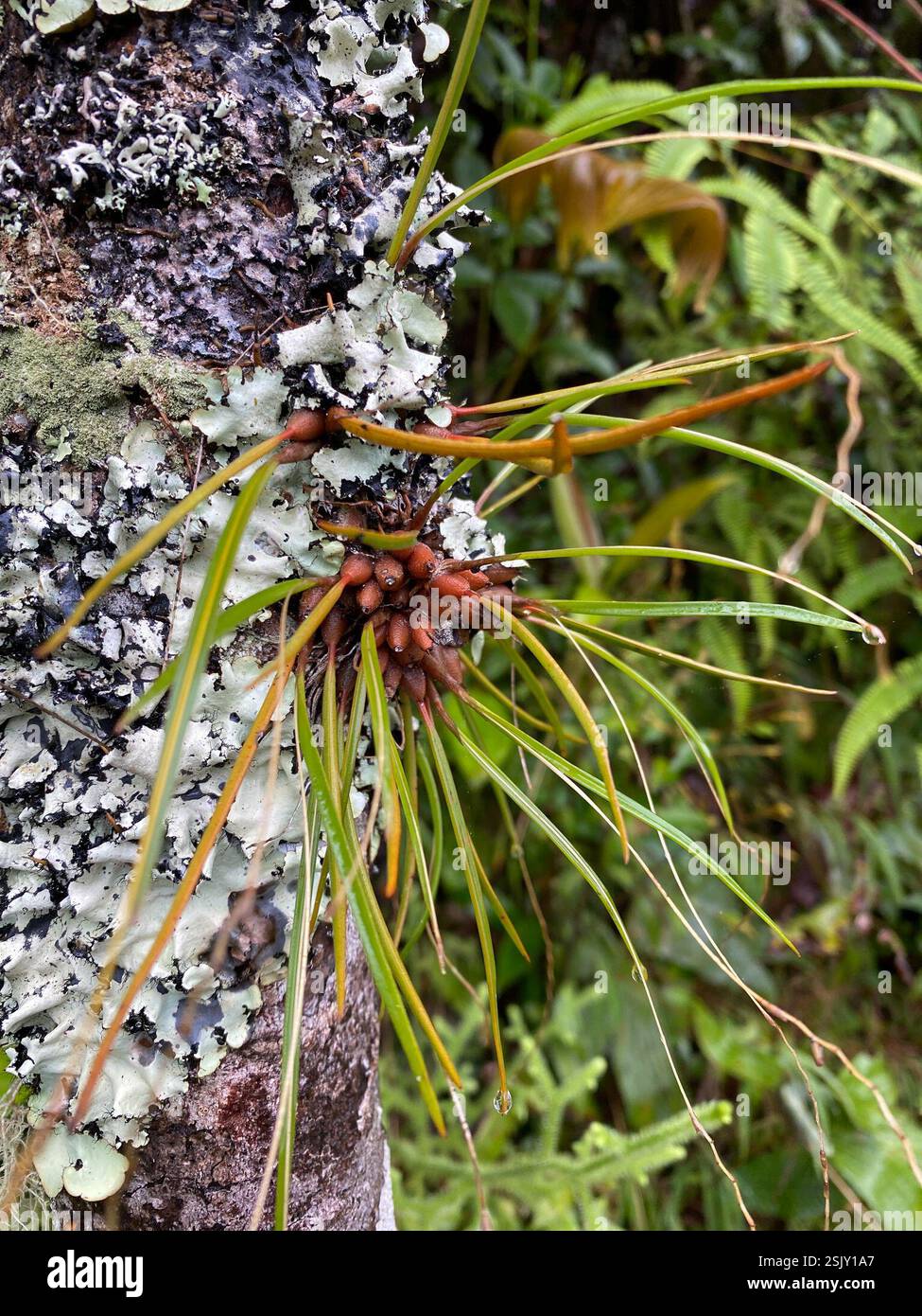 Lower Epidendroid Orchids (Epidendroideae), Plantae, Banaue, PH-IF, PH ...