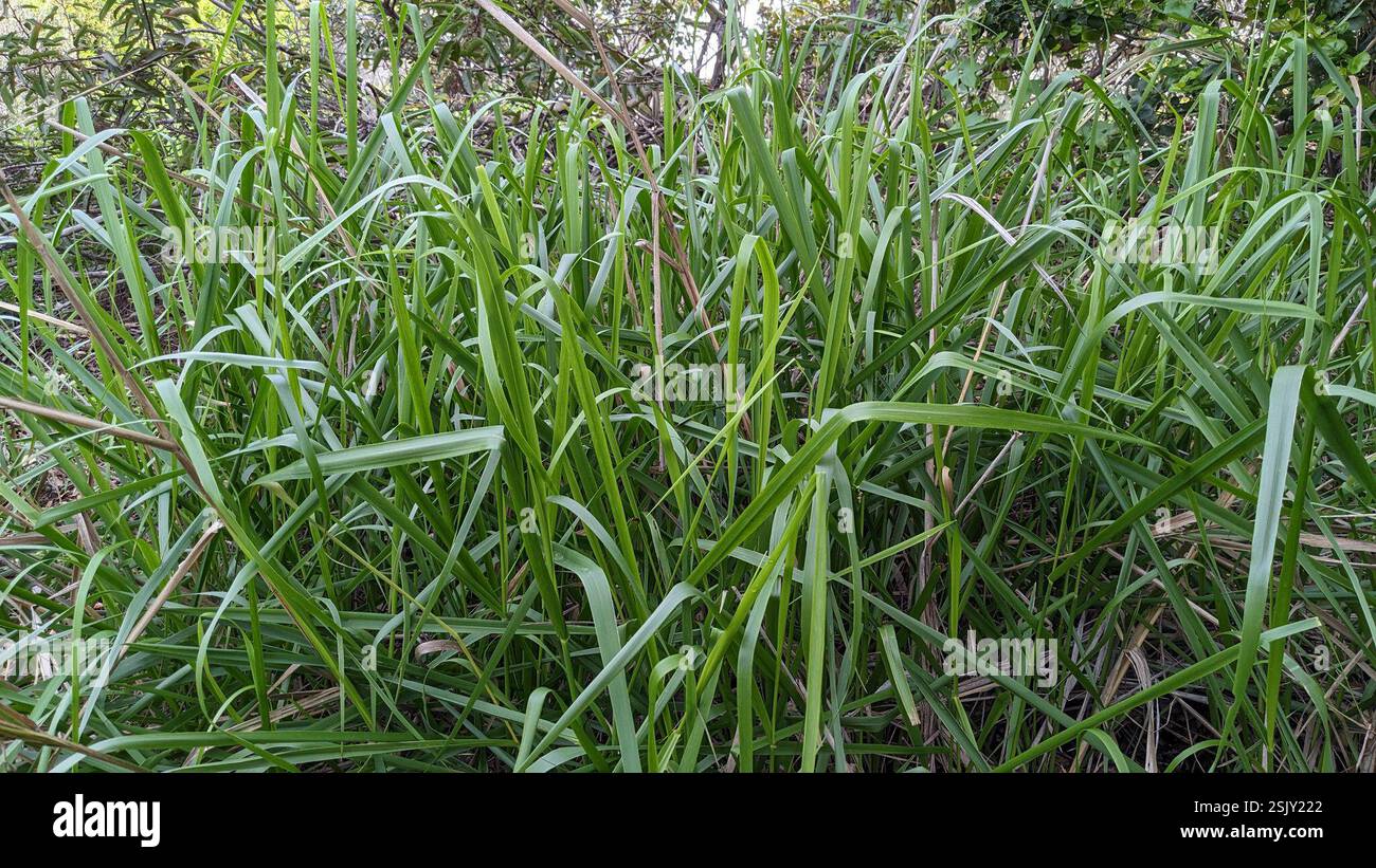 giant wild rye (Leymus condensatus), Plantae, Westwood, Los Angeles, CA ...