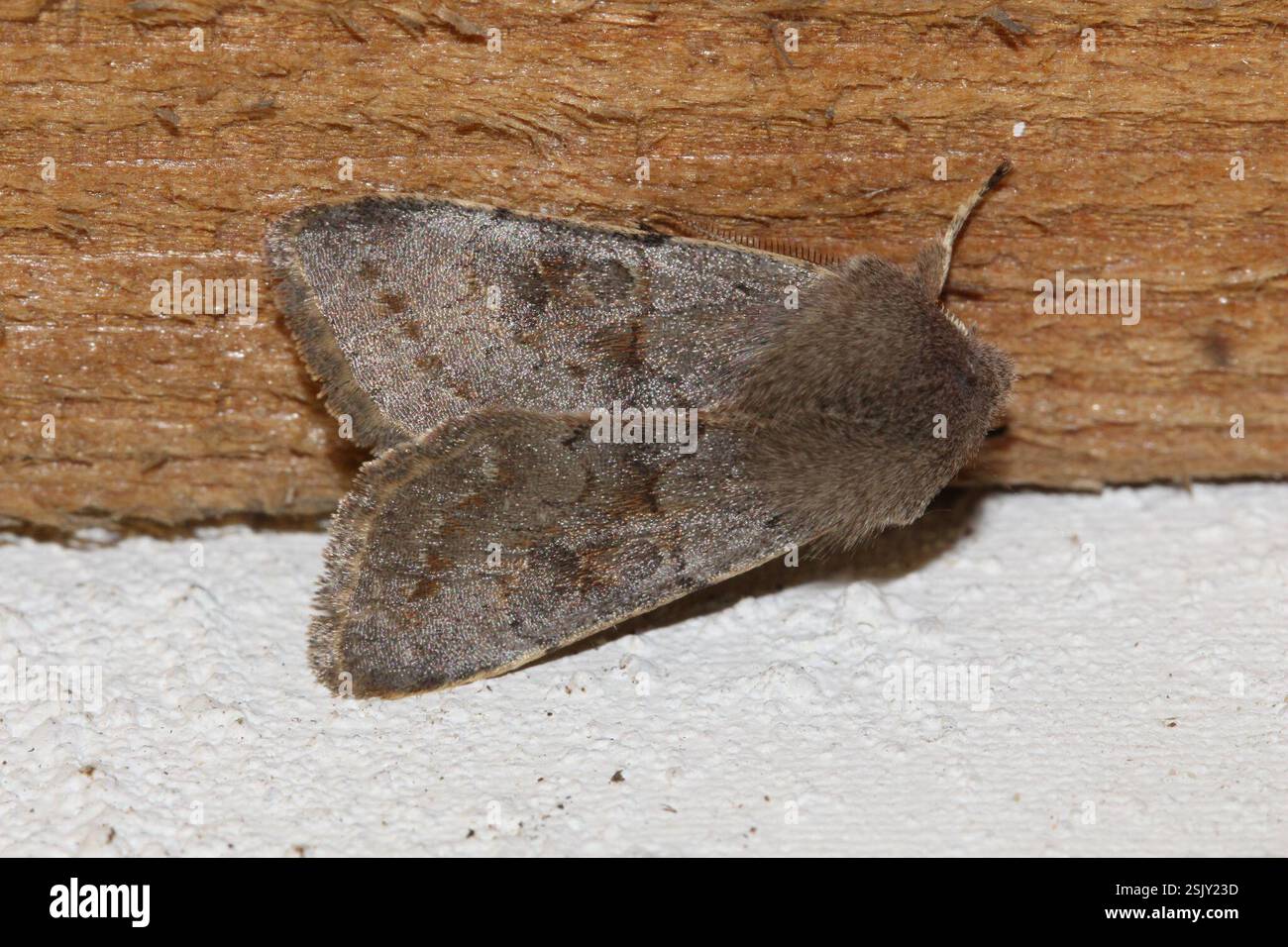 Lead-coloured Drab (Orthosia populeti), Insecta, 8400 Ebeltoft, Danmark ...