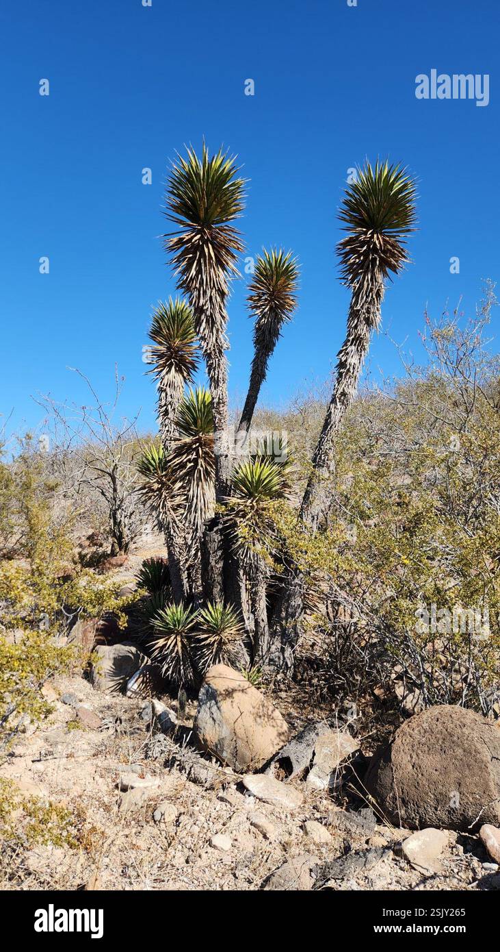 datilillo yucca (Yucca valida), Plantae, Comondú, MX-BS, MX Stock Photo ...