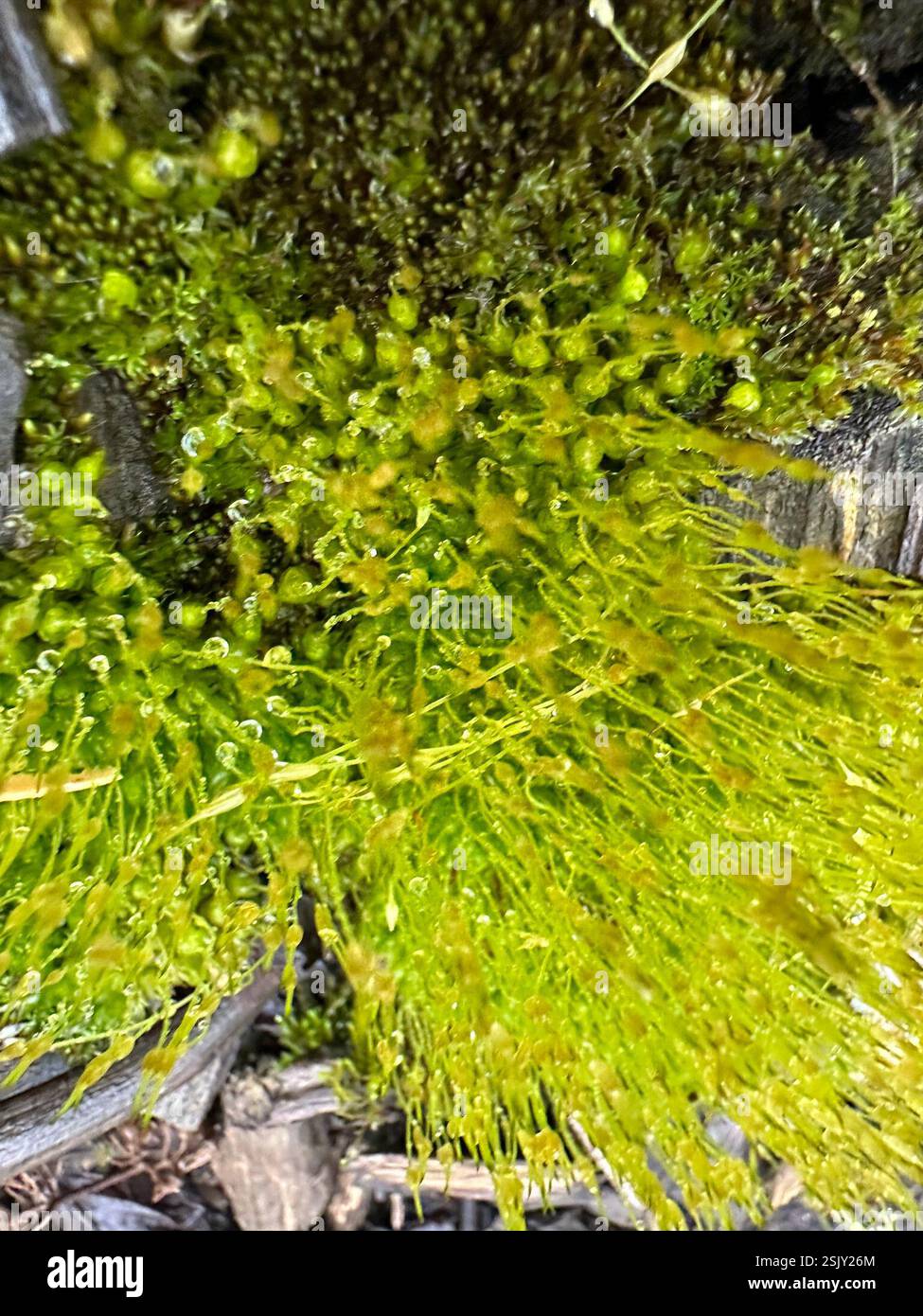 Bonfire moss (Funaria hygrometrica), Plantae, Liberty Ave, Pittsburgh ...
