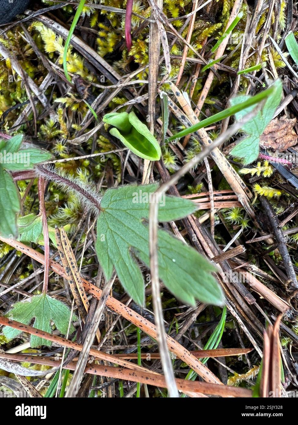 Western Buttercup (Ranunculus occidentalis), Plantae, Josephine County ...