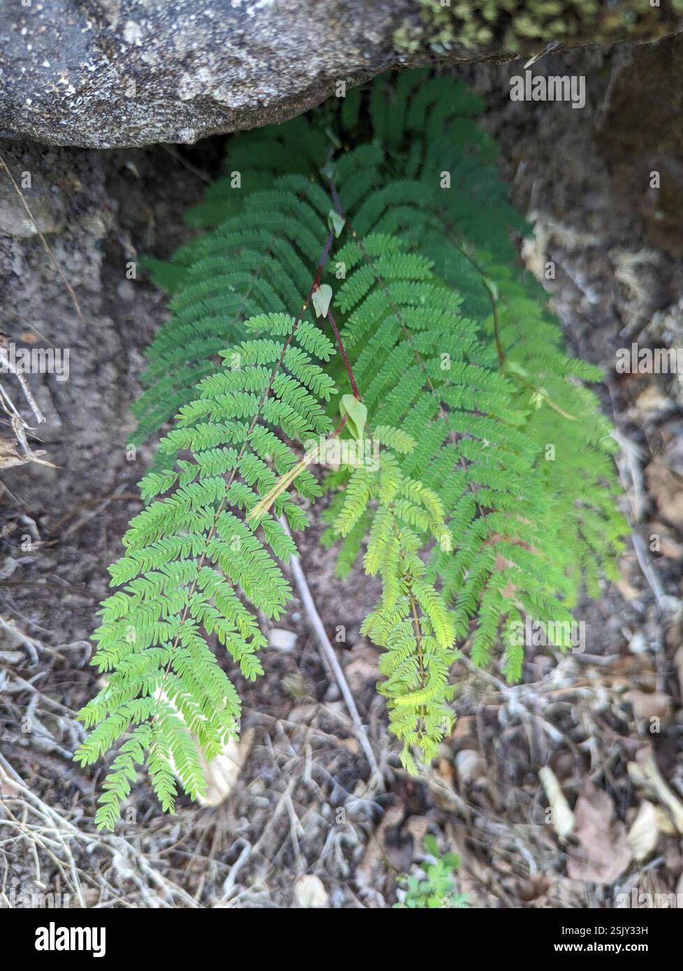 Acacias, Mimosas, mesquites, and allies (Mimosoideae), Plantae, Sololá ...