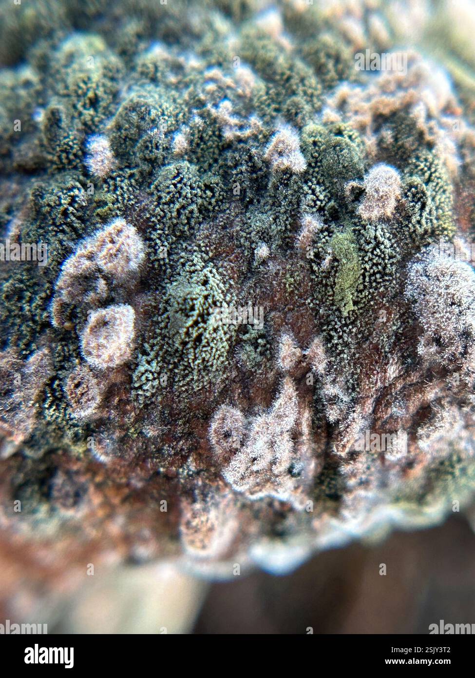 Fungi Including Lichens (Fungi), Fungi, Moonstone Beach Dr, Cambria, CA ...
