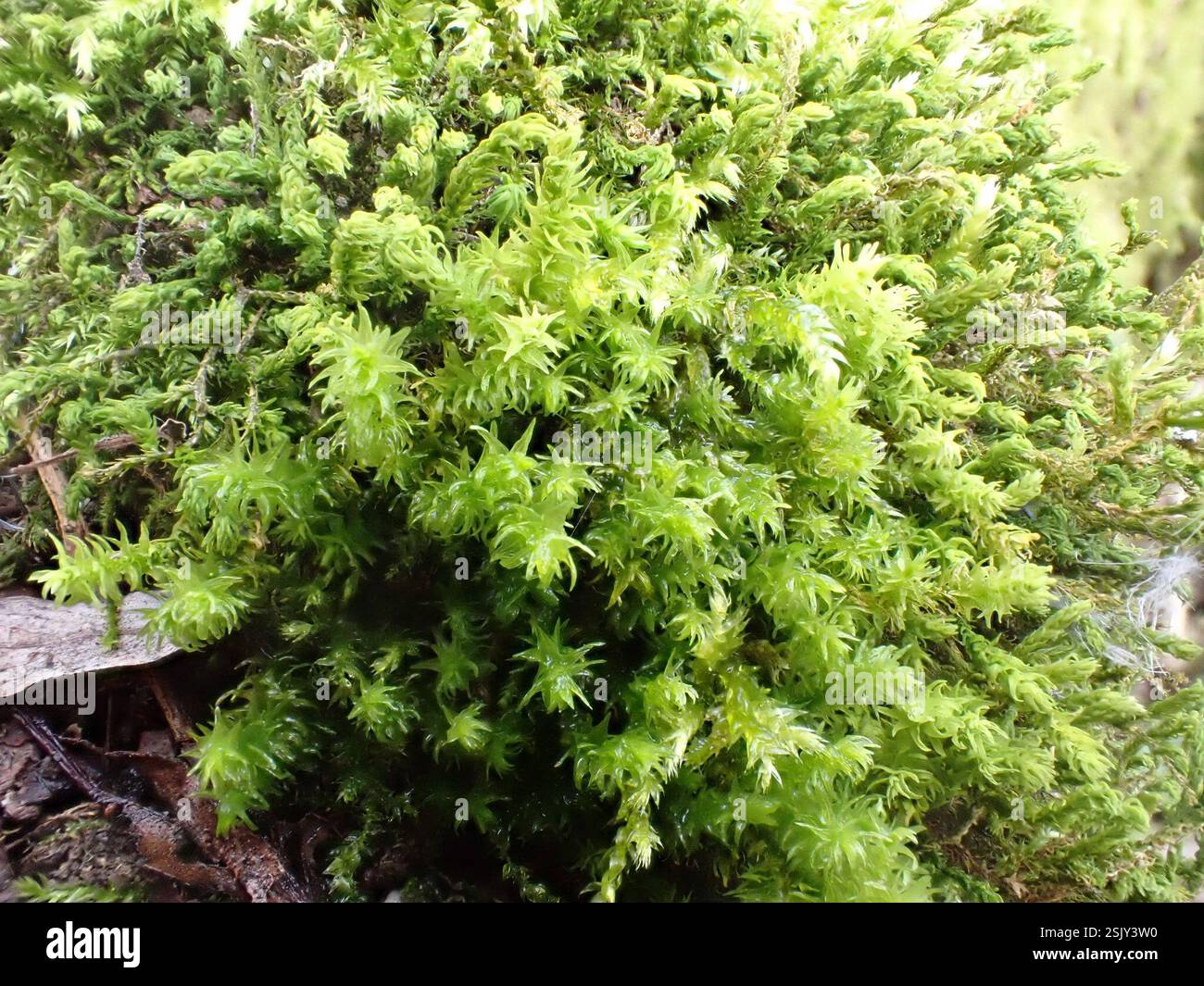 Rambling Tail-moss (Anomodon viticulosus), Plantae, Castellumpad ...