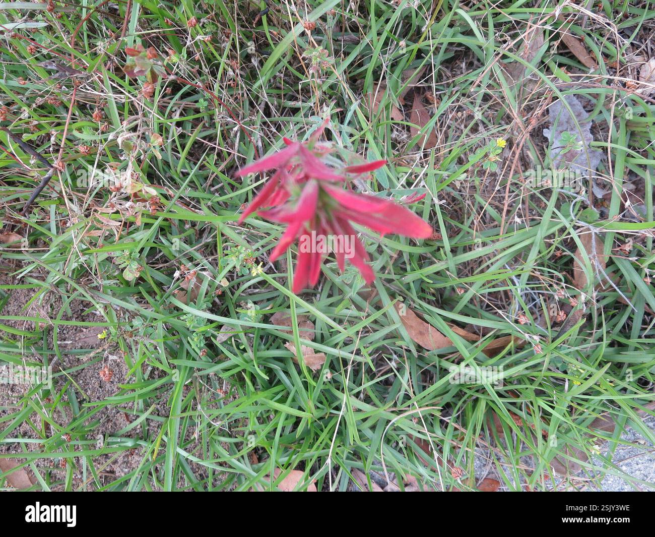 plants (Plantae), Plantae, Windsor Forest, Savannah, GA, USA Stock ...