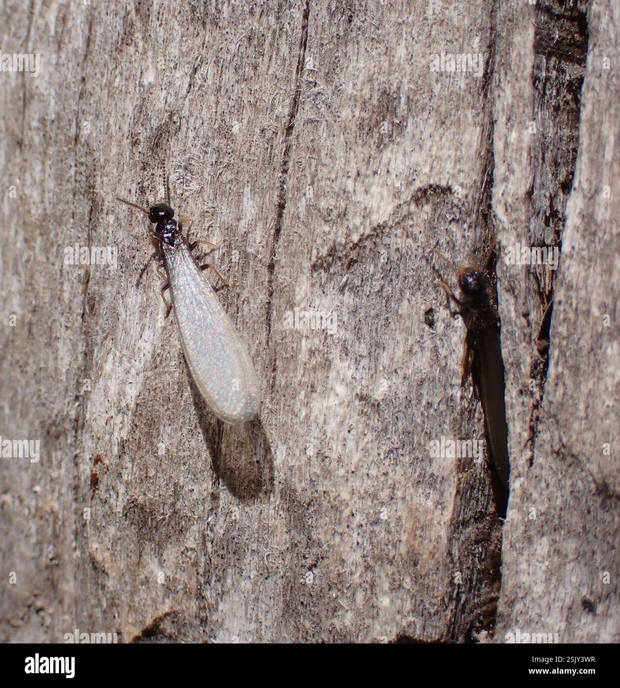 Eastern Subterranean Termite (Reticulitermes flavipes), Insecta, North ...