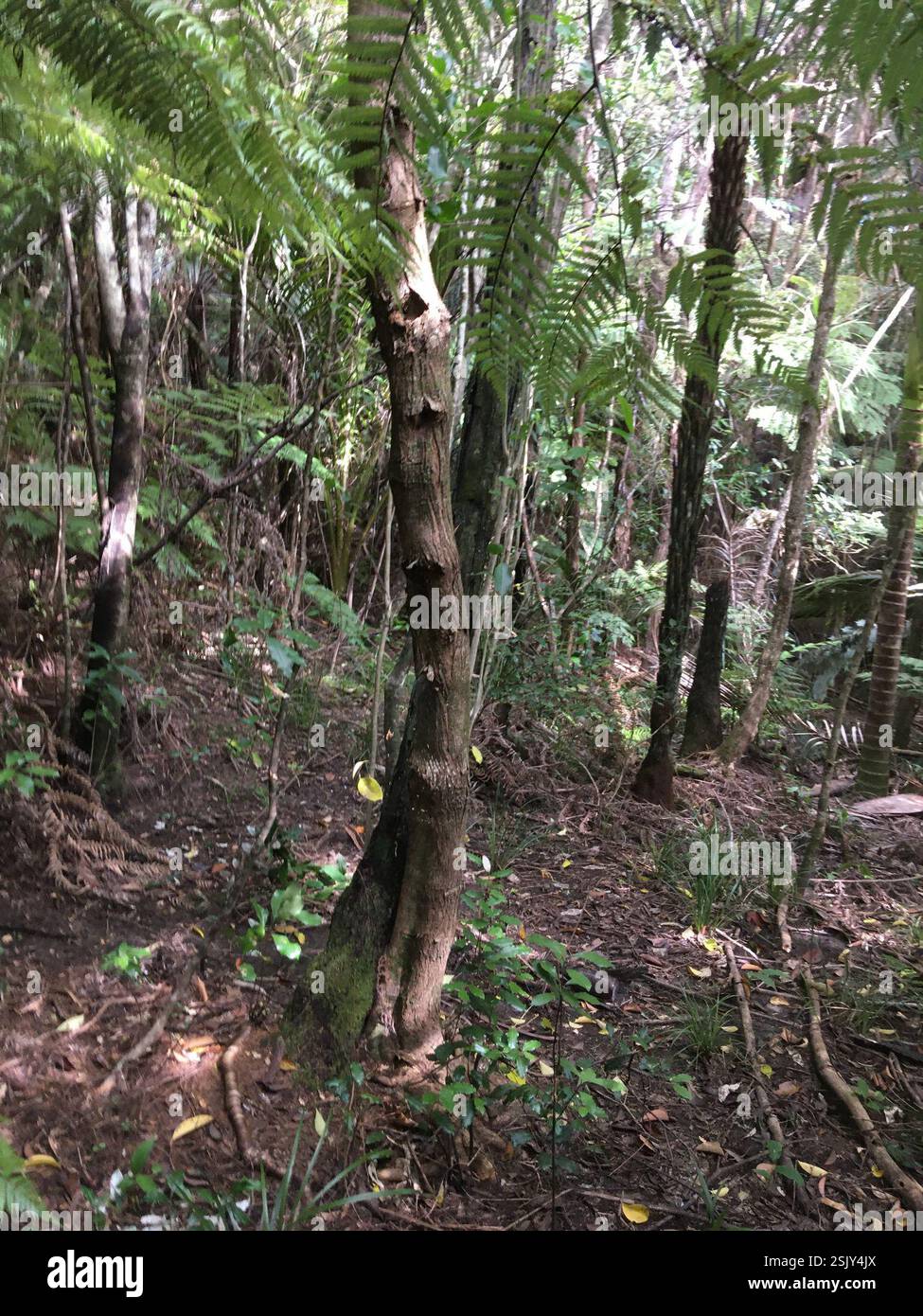 Pigeonwood (Hedycarya arborea), Plantae, RRPUTCAN Rimu Ridge, Eskdale ...