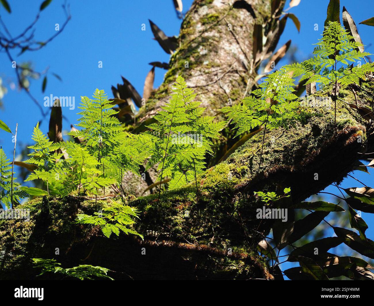 Black Rabbit's Foot Fern (Davallia trichomanoides), Plantae, 台灣新北市 ...