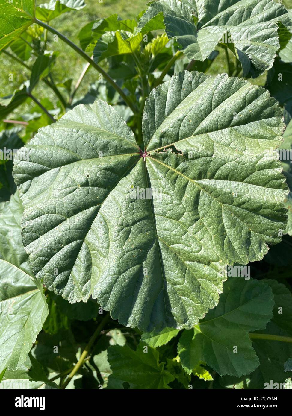 Mallows (Malva), Plantae, Santa Clara, California, United States Stock ...