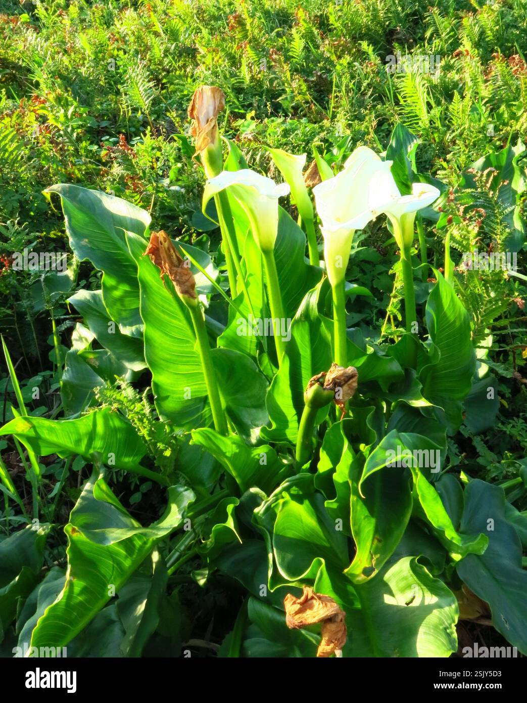 calla lily (Zantedeschia aethiopica), Plantae, Leisure Crest, Port ...