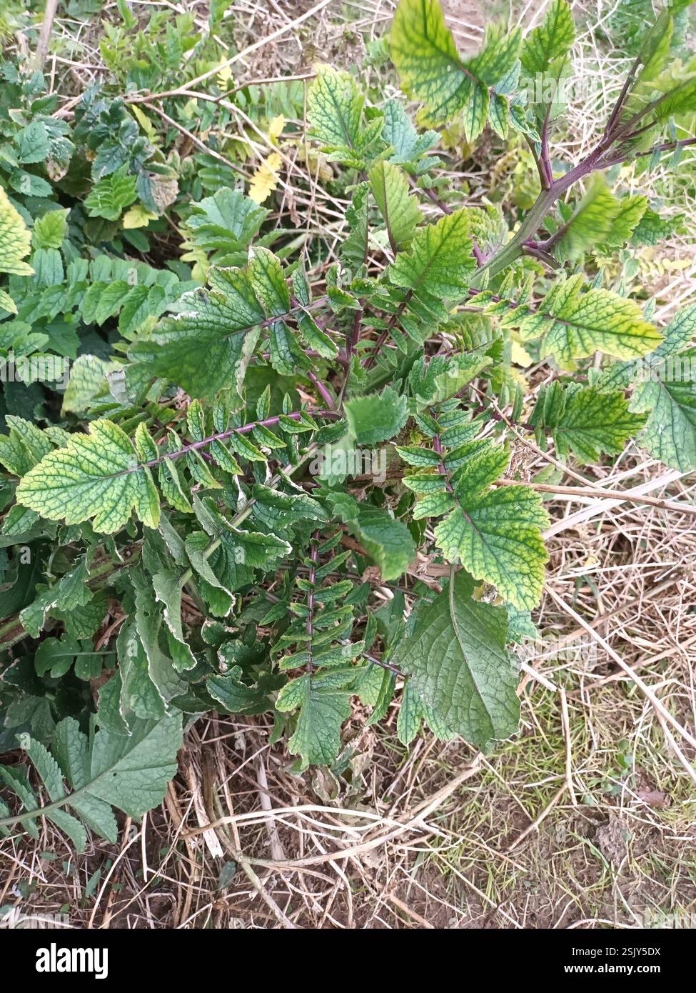 Mediterranean Radish (Raphanus raphanistrum landra), Plantae, Hoylake ...