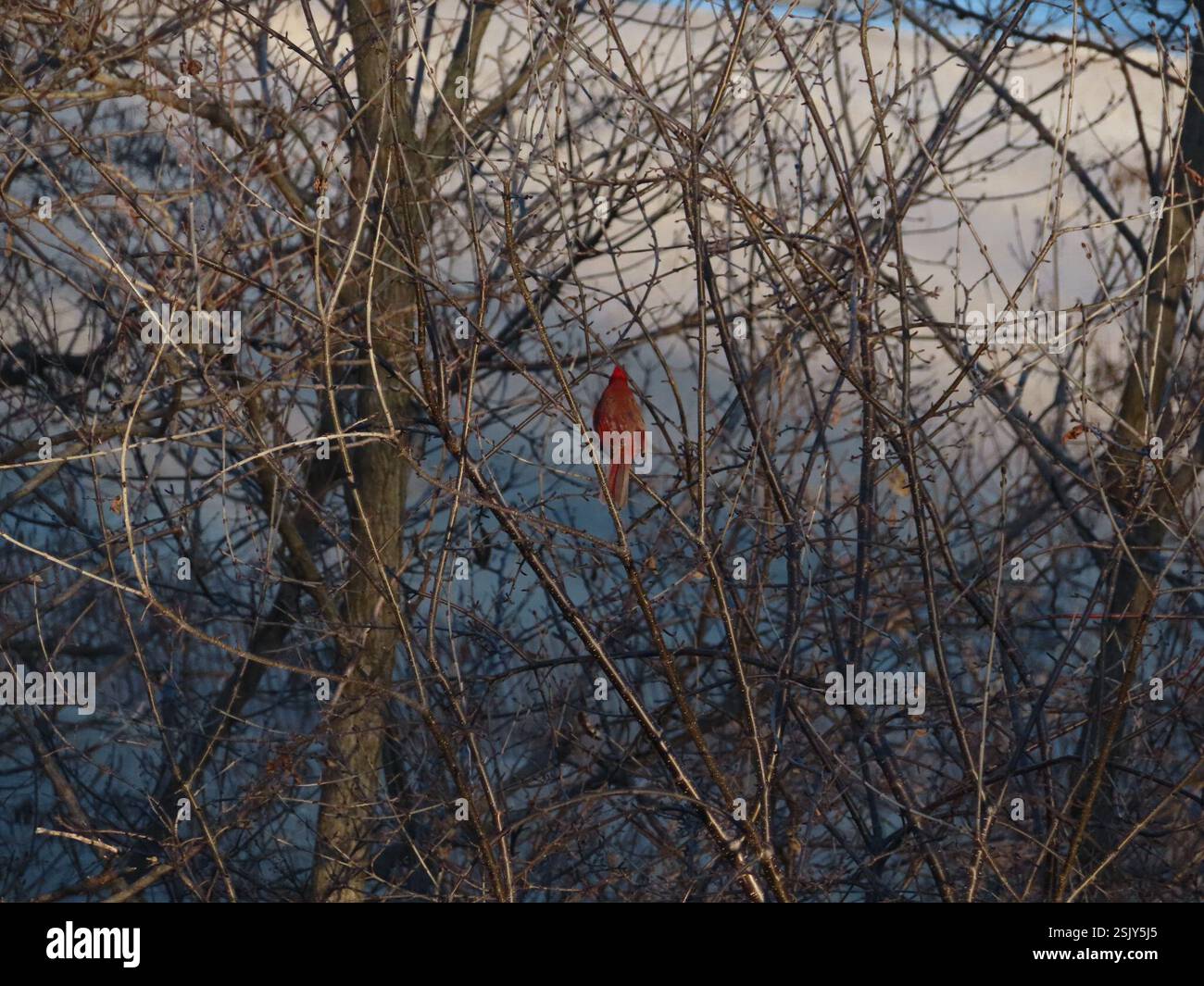 Northern Cardinal (Cardinalis cardinalis), Aves, Historic Water Tower ...