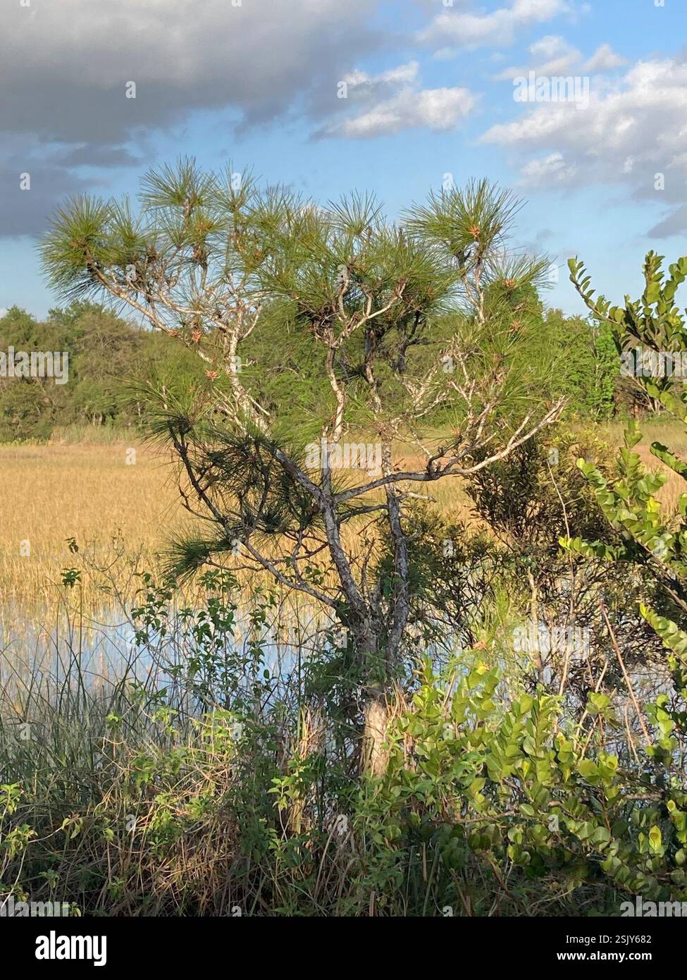 South Florida slash pine (Pinus elliottii densa), Plantae, Chapel Trail ... South Florida slash pine (Pinus elliottii densa), Plantae, Chapel Trail ...