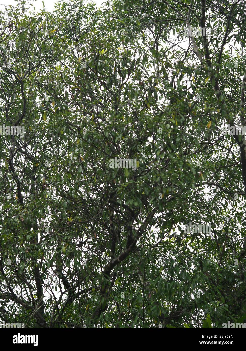 Formosan Michelia (Magnolia compressa formosana), Plantae, 台灣新北市 Stock ...