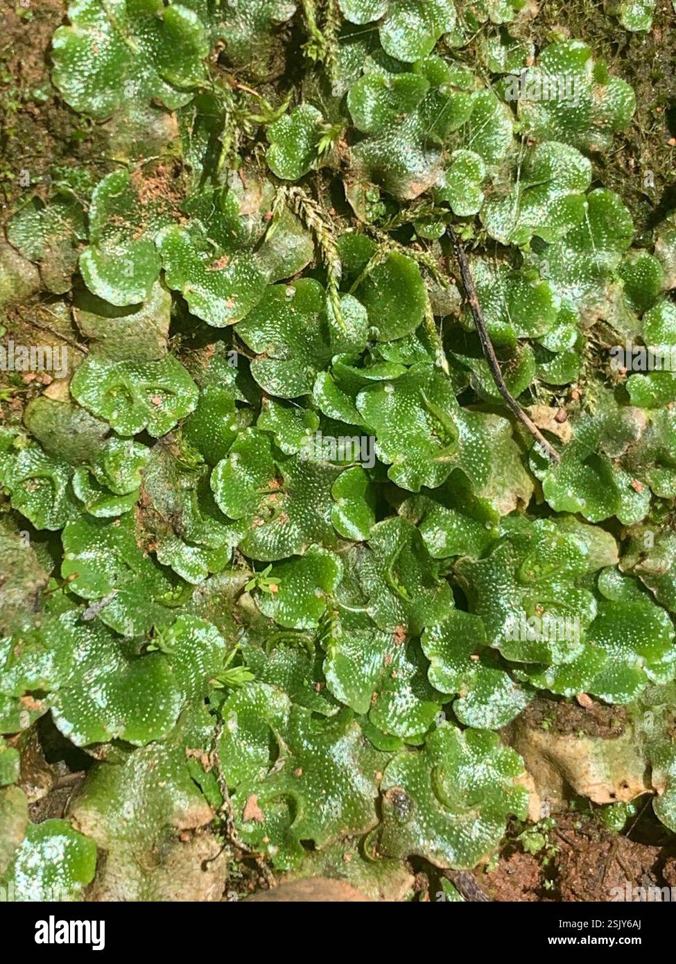 Crescent-cup liverwort (Lunularia cruciata), Plantae, Hidden Falls ...