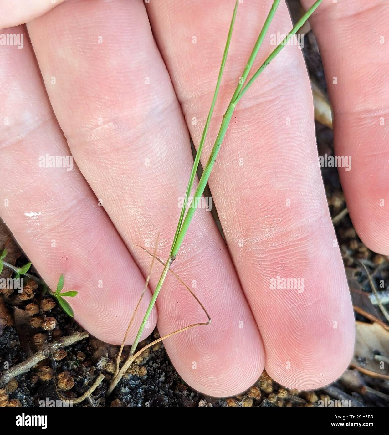(Pooideae), Plantae, Brooksville, FL 34614, USA Stock Photo - Alamy