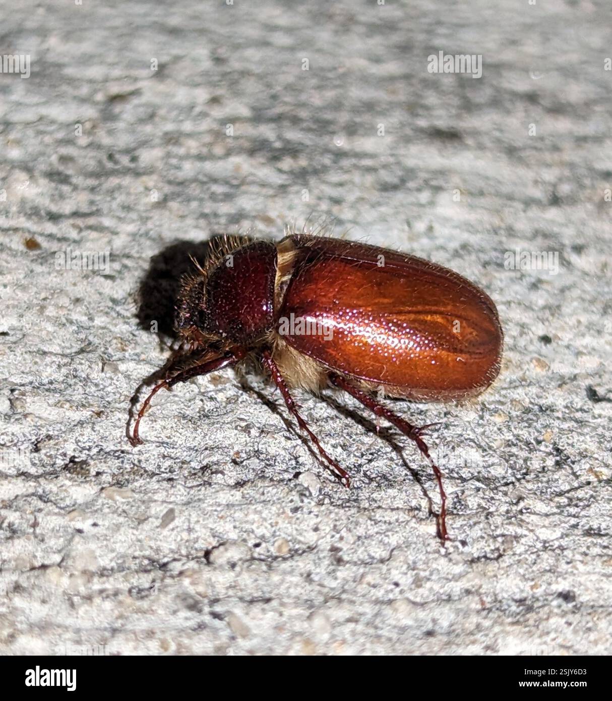 June Beetles (Melolonthinae), Insecta, Colonia Forestal, Guatemala City ...