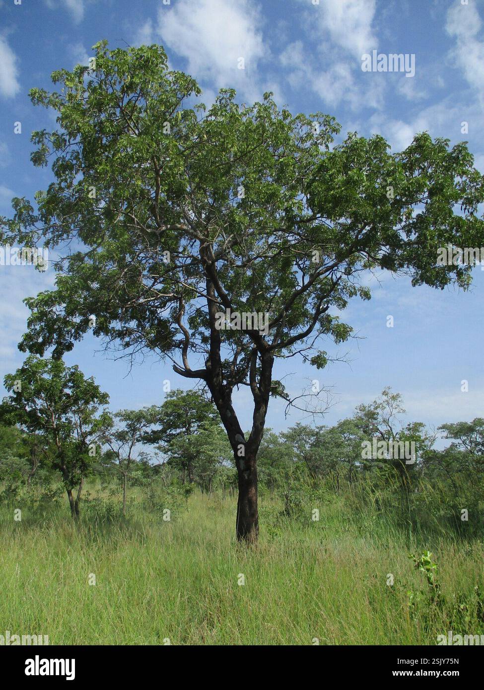 wild syringa (Burkea africana), Plantae, Zambezi Region, Namibia Stock ...