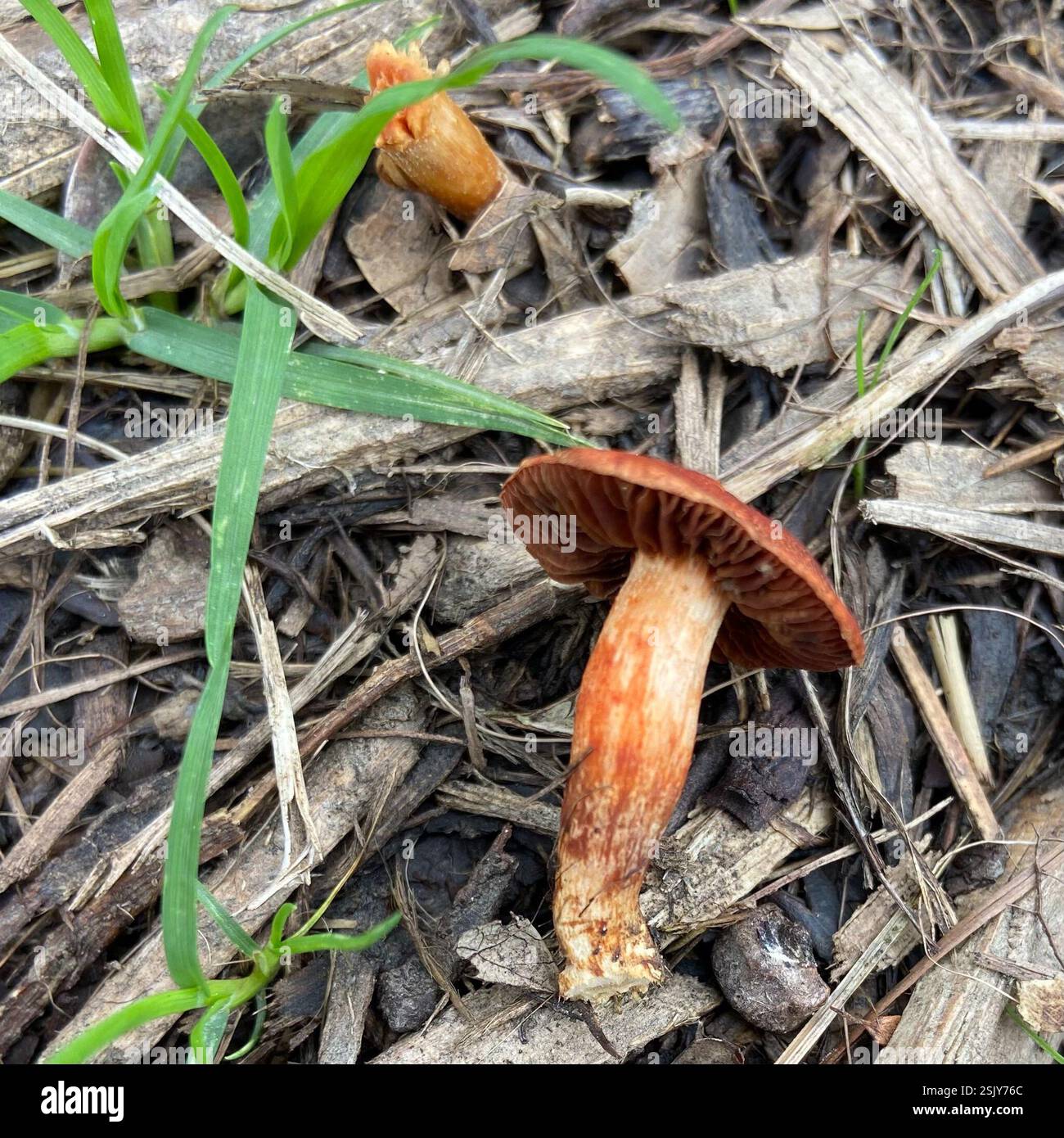 Chip Cherries (Leratiomyces ceres), Fungi, Central Park at Playa Vista, Los Angeles, CA, US ...